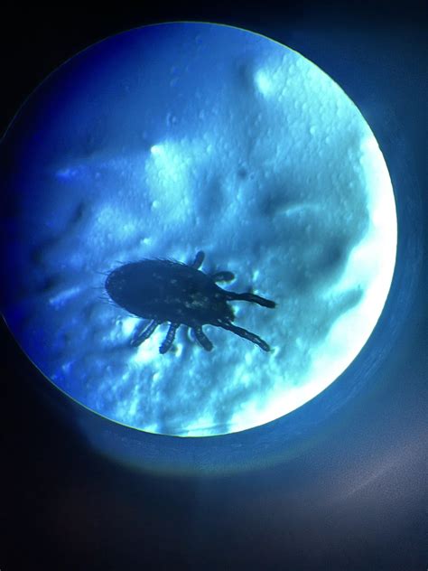 House Is Infested With These Guys The Size Of A Grain Of Sand Anyone Know What It Is R