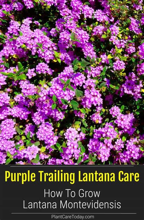 Purple Trailing Lantana Care How To Grow Lantana Montevidensis