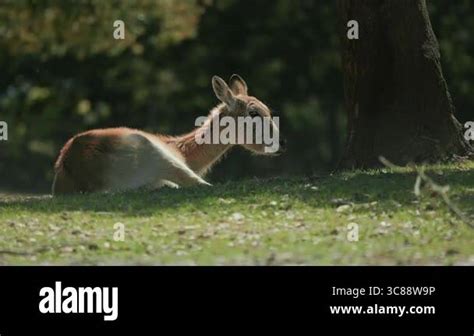 Young Lechwe Antelope Lying On Green Grass Under A Tree Stock Video
