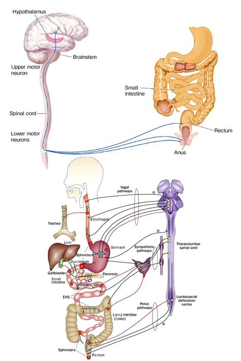 Spinal Decompression And Digestion
