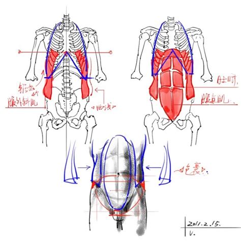 刘猛人体解析学习教程cg专区板族网 花瓣网
