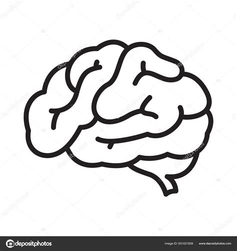 Dibujo Simple De Cerebro Humano Entrenar El Cerebro Más De 75 266