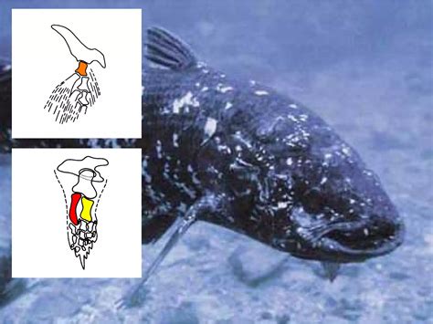 Evolution Of Tibia Power Point Ppt