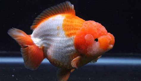 Our Next Generation Full Dorsal Lionchu Cholex Fish Village Facebook