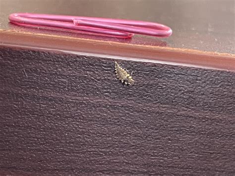 Who Is This Guy Tx Rwhatsthisbug