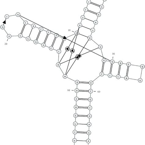 Secondary Structure Orientation Of Ires Fig 1 Depicts The Secondary