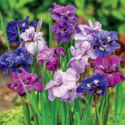 Double Flowered Siberian Iris Mixture Brecks Brecks