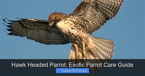 Hawk Headed Parrot Exotic Parrot Care Guide