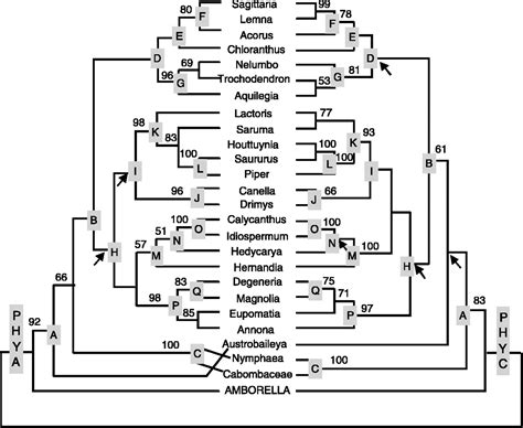 Angiosperm Phylogeny