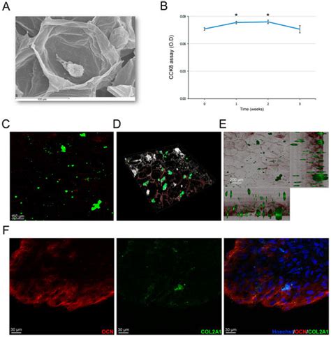 Bioengineering Special Issue Biomaterials For Cartilage And Bone