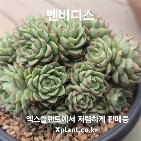 벤바디스 다육이 다육식물 다육 Succulents 多肉植物 다육싸게파는곳 다육이키우기 다육이종류 다육이물주기