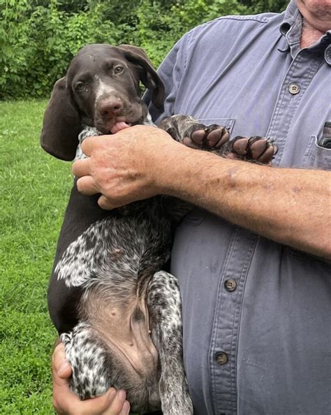 Gator Ii Vom Himmelbogen Male Deutsch Drahthaar Pup Vom Himmelbogen