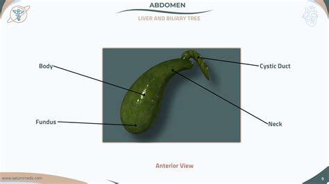 Liver And Biliary Tree Abdomen Anatomy Labs Saturn Medic
