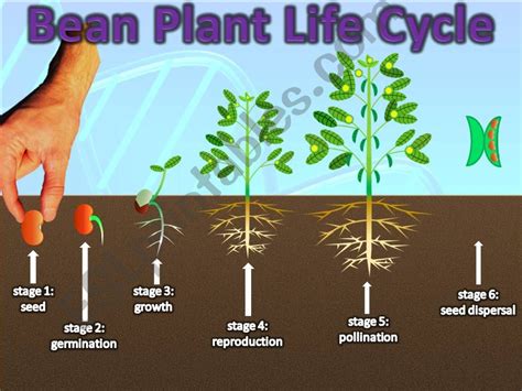 Life Cycle Of Plants Ppt