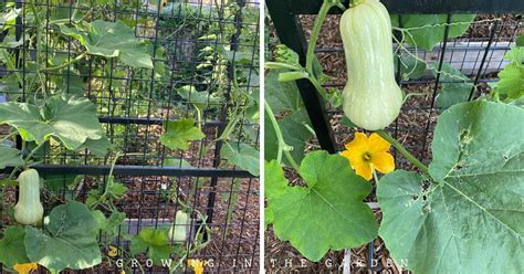 How To Grow Butternut Squash Growing In The Garden