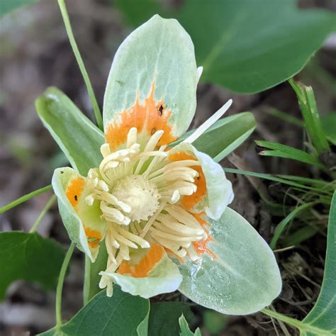 7 Simple Ways To Help Pollinators Planting A Z