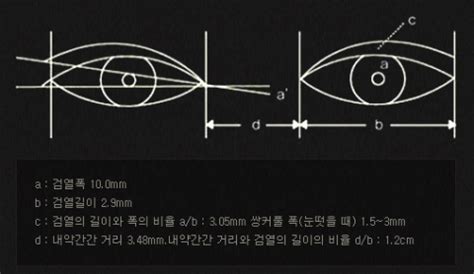 예쁜 눈을 만드는 황금비율의 비밀 뉴스와이어