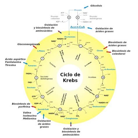 Stream Episode Ciclo De Krebs Fosforilación Oxidativa Y Cadena De
