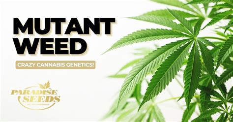 Mutant Weed Crazy Cannabis Genetics Paradise Seeds