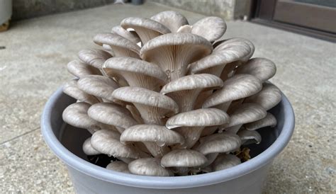 The Oyster Bucket Tek Engineering Vertical High Yield Mushroom Systems