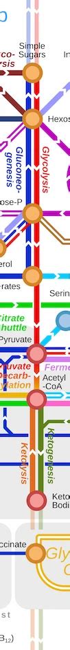 Metro Map Of Metabolism The Overview Behance