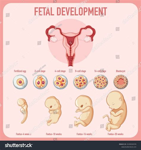 Human Embryonic Development Human Infographic Illustration Stock Vector