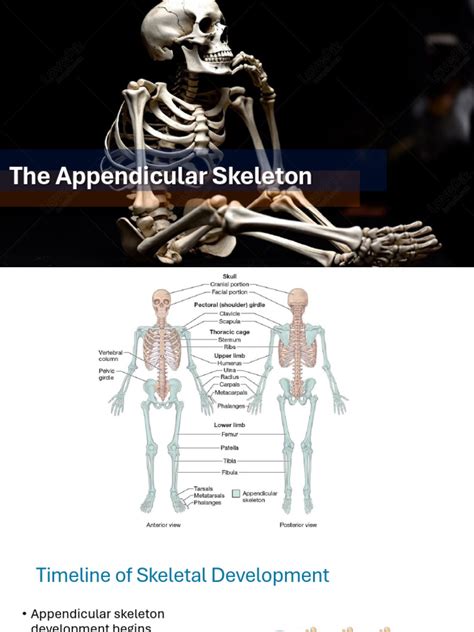 Anatomy Of The Appendicular Skeleton Pdf Pelvis Hand
