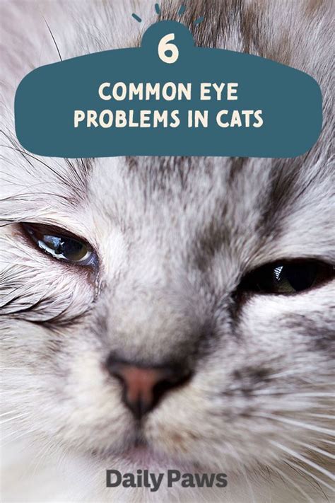 6 Common Eye Problems In Cats
