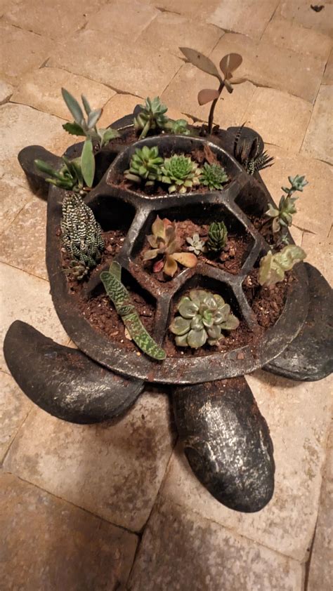 Succulent Turtle Rsucculents