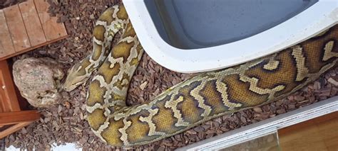 Meerschweinchen Kaufen Verkaufen Oder Abzugeben 894 Meerschweinchen Kleinanzeigen