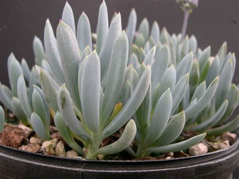 Curio Repens Blue Chalksticks World Of Succulents