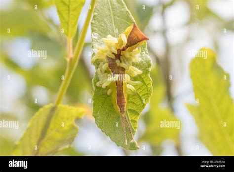 Puss Moth Cerura Vinula Caterpillar Parasitised By Wasp Larvae