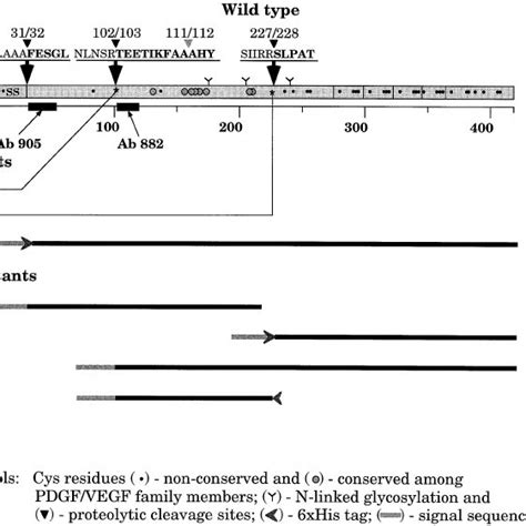 Schematic Structure Of The Wild Type And Mutant Vegf C Forms The