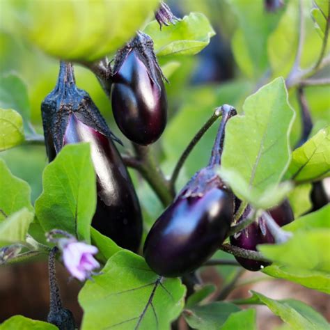 Fertilization Techniques Essential Tips For Lush Gardens