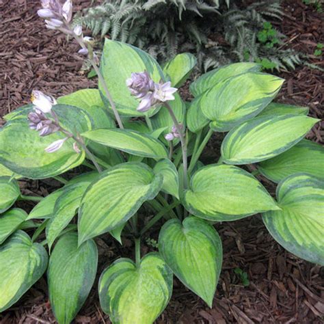 Toad Lily Fine Gardening