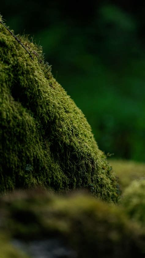 Download wallpaper 1350x2400 moss, greenery, macro, blur iphone 8+/7+/6s+/6+ for parallax hd ...