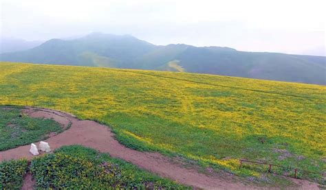 Lomas De Lachay Reserva Nacional Para Disfrutar De La Naturaleza