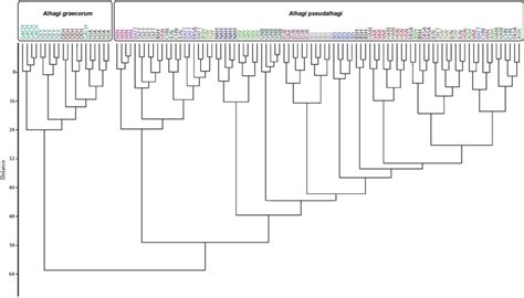 Dendrogram Obtained From The Ward Clustering Analysis Of The Issr Data Download Scientific