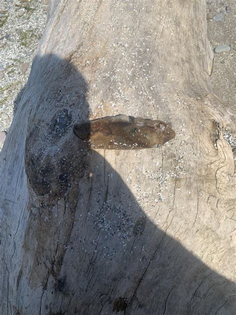 Bone Or Fossilized Bone Rfossilid