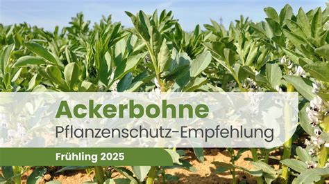 So Steigerst Du Deinen Ackerbohnen Ertrag Mit Bewährten Pflanzenschutzmitteln Ackerbohne 2025