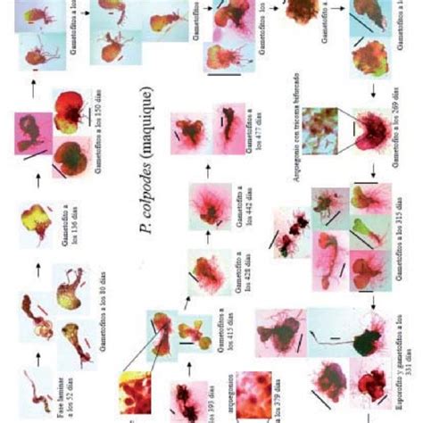 P Colpodes En Tierra Download Scientific Diagram