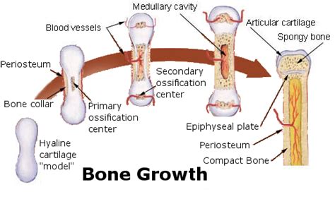 11 5 Bone Growth Remodeling And Repair Human Biology