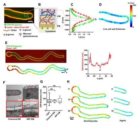 A Subresolution Imaging Method To Monitor Cw Thickness Dynamics In Live