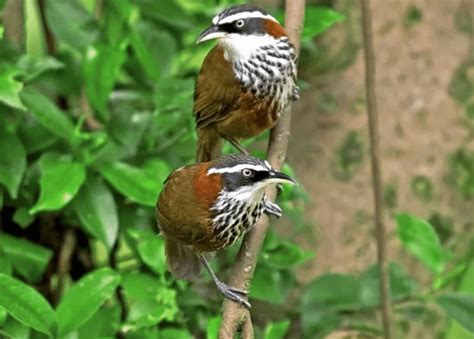 Daying Ering Wildlife Sanctuary