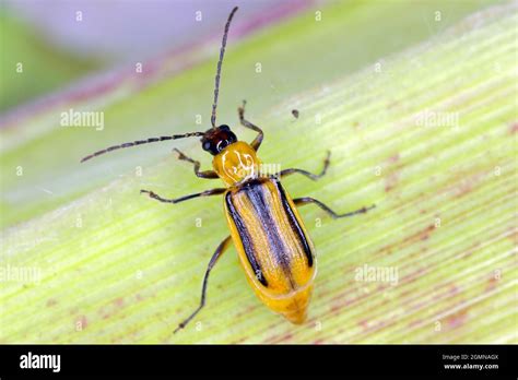The Western Corn Rootworm Diabrotica Virera Virera Is One Of The