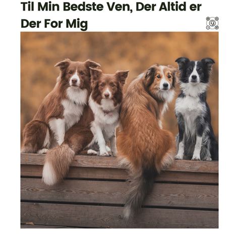 Til Min Bedste Ven Der Altid Er Der For Mig Album By Hunde Musik