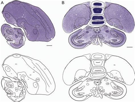 Drawing And Annotation Of Representative Nissl Stained Sections In