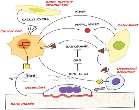 Interactions Between Cancer And The Bone Microenvironment Lead To A Download Scientific Diagram
