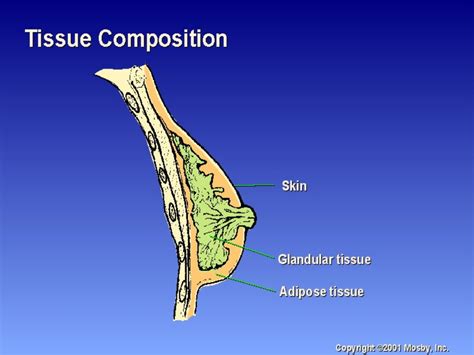 Breast Anatomy And Physiology