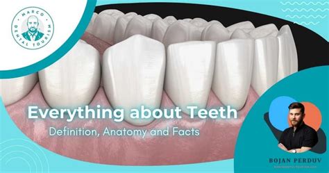 Everything About Teeth Definition Anatomy And Facts